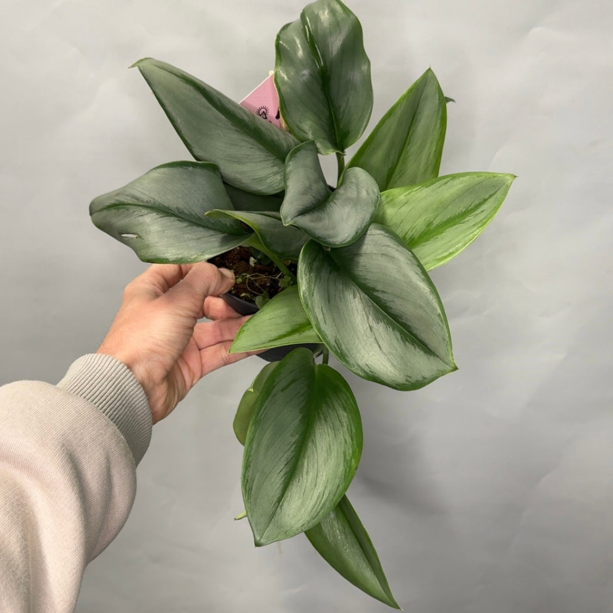 Scindapsus Moonlight – Yorkshire Exotic Plants