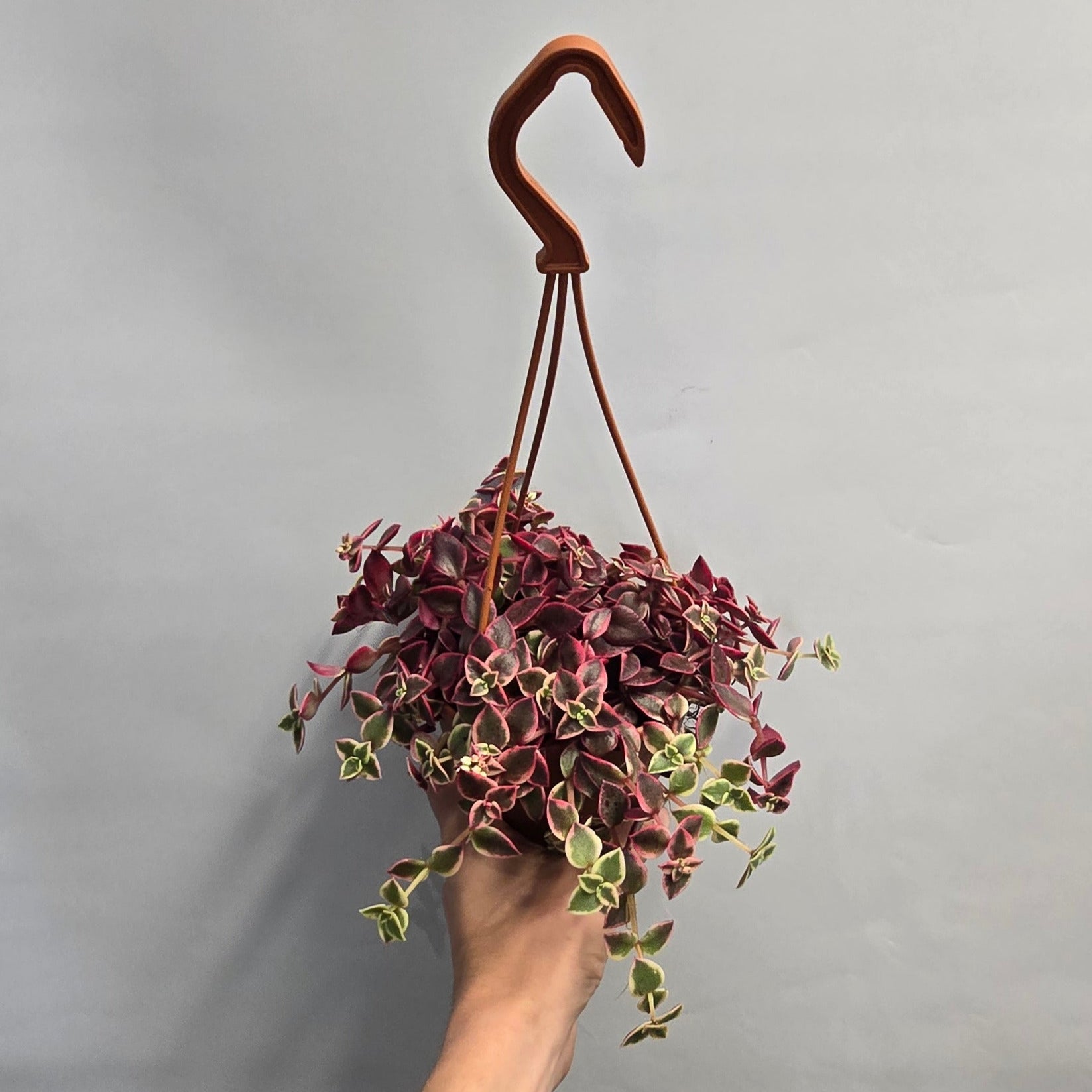 Hanging - Crassula marginalis rubra – Yorkshire Exotic Plants