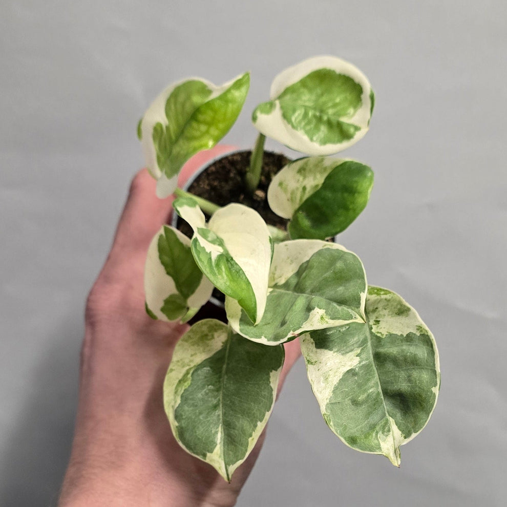 Mini – Pearls and Jade Pothos – Yorkshire Exotic Plants