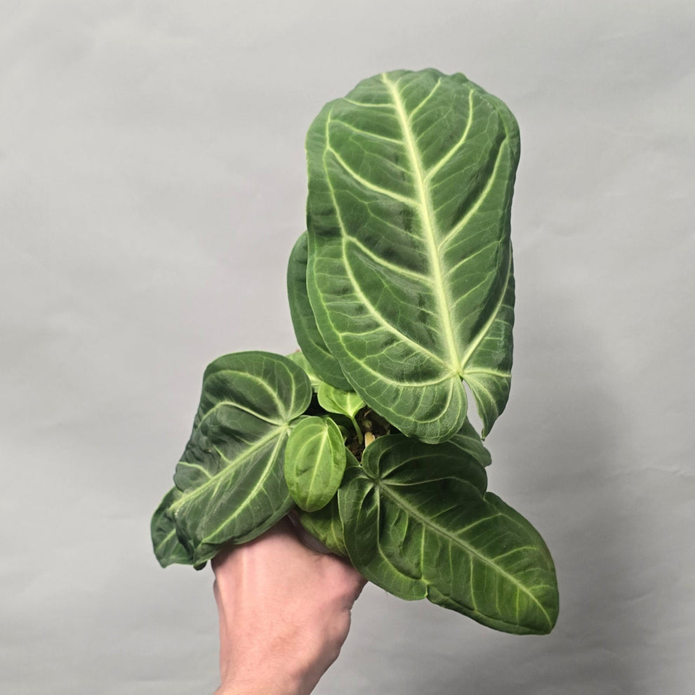 Anthurium Villenaorum (Offer) – Yorkshire Exotic Plants